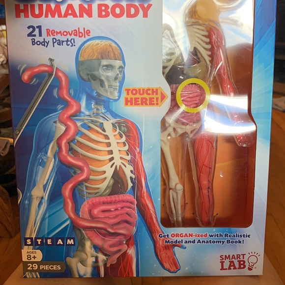Smart Lab | Toys | Smart Lab Squishy Human Body With Removable Body ...